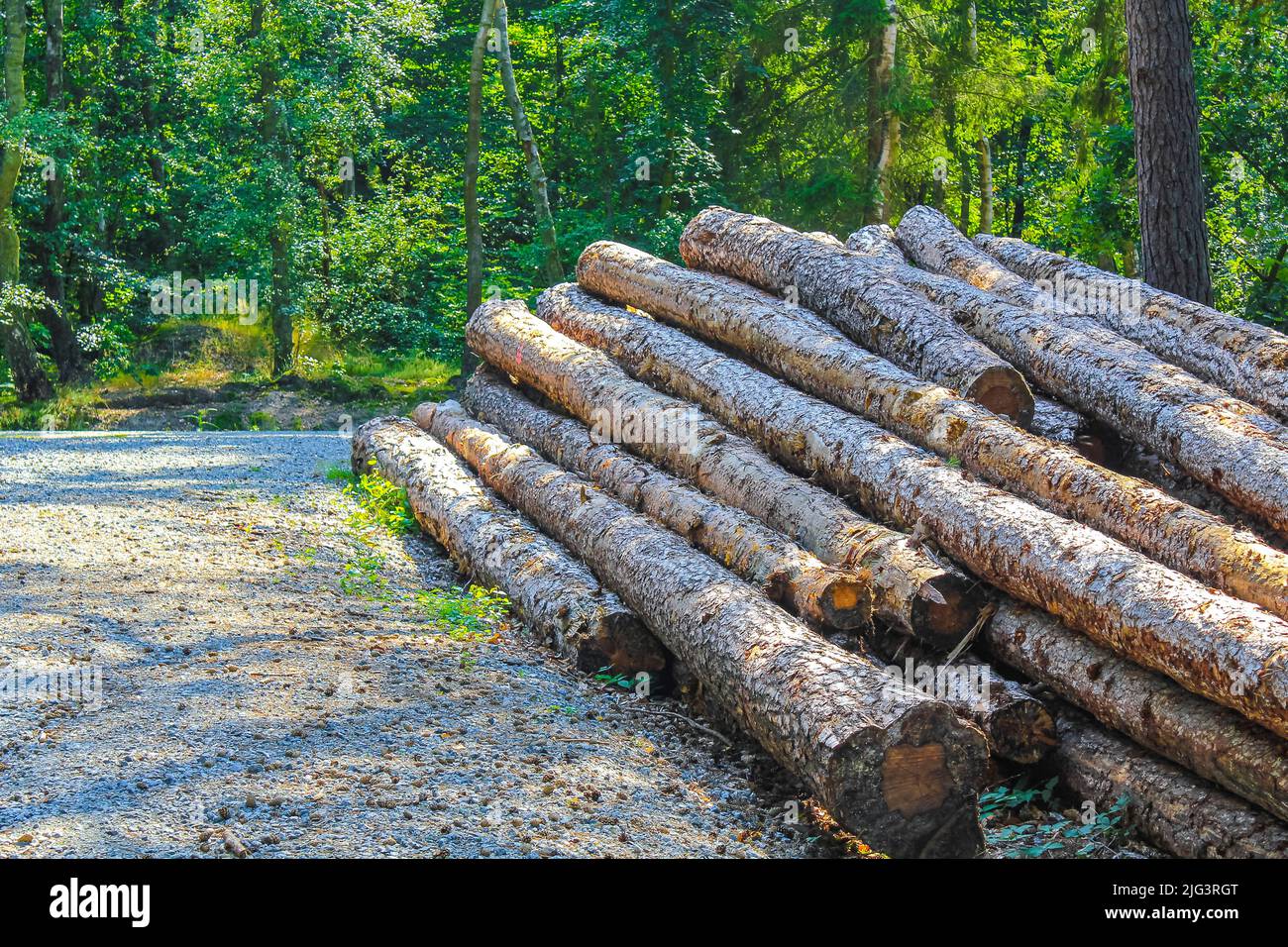 Sawed off and stacked logs tree trunks and forest clearing in the ...