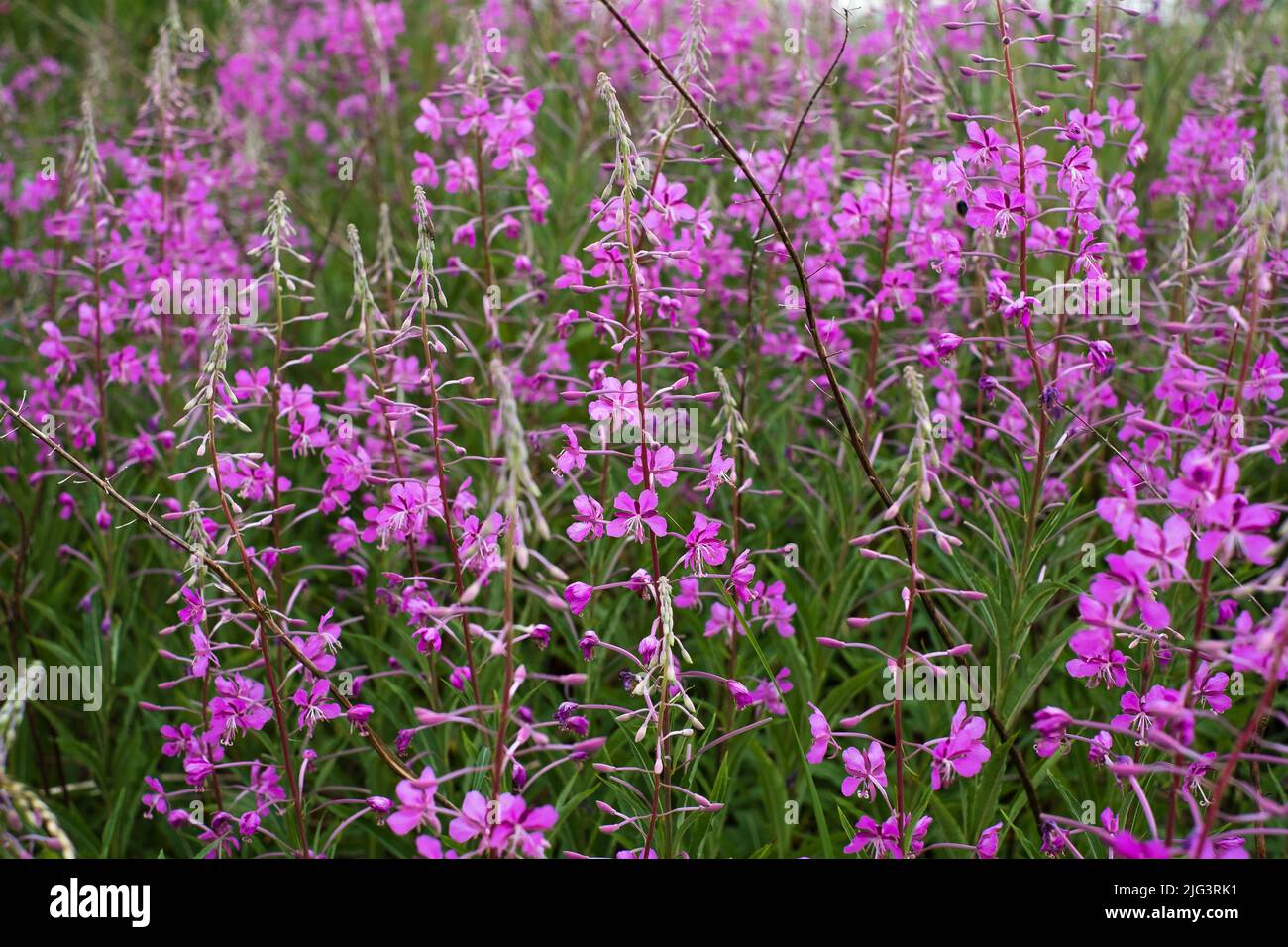 Beautiful green leaves moving wind hi-res stock photography and images ...