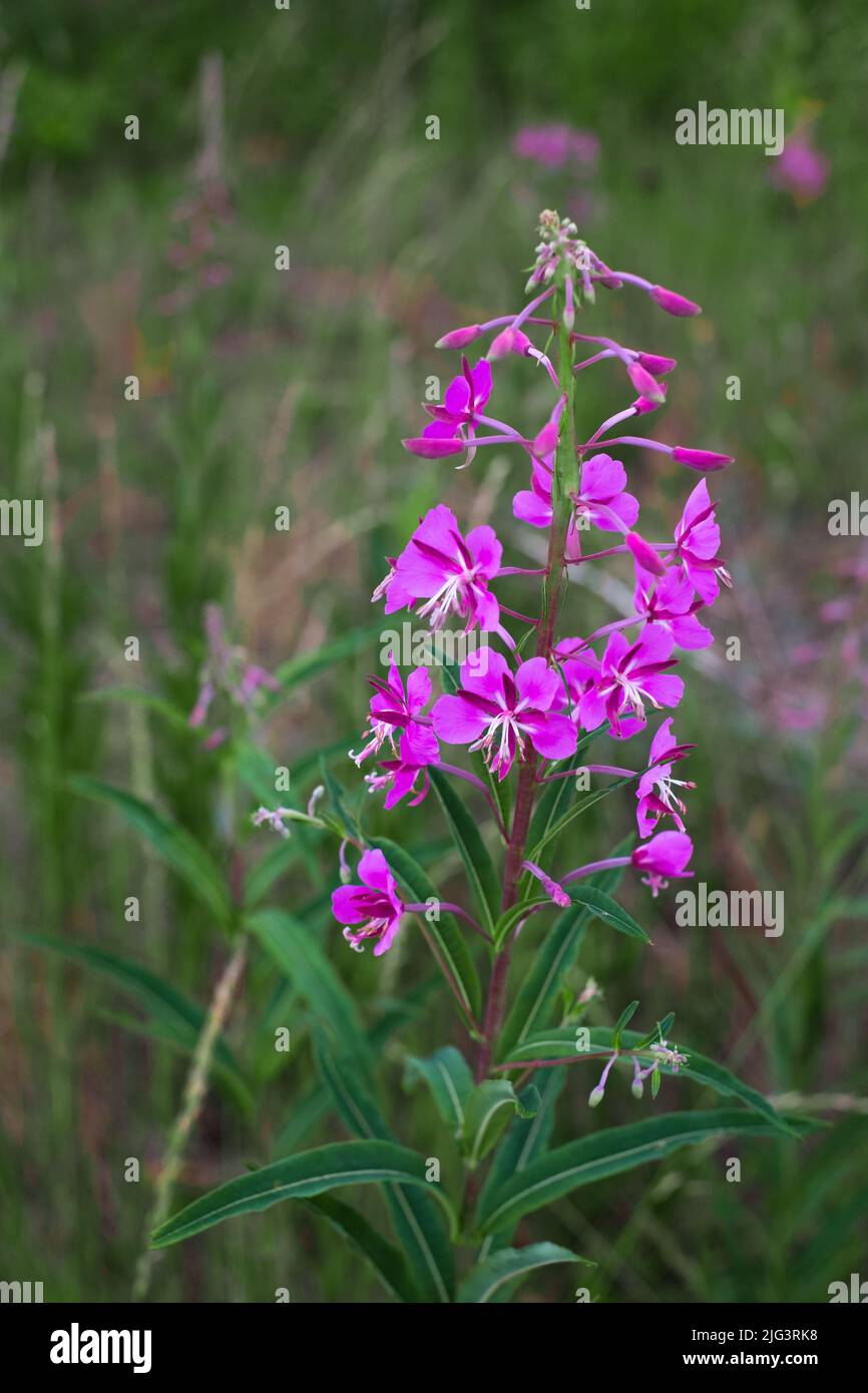 Beautiful green leaves moving wind hi-res stock photography and images ...