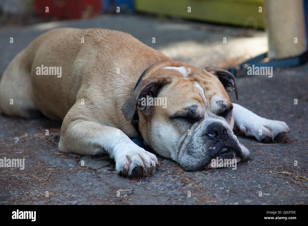 English Bulldog laying down and taking a nap on a hot day. Near Pender ...