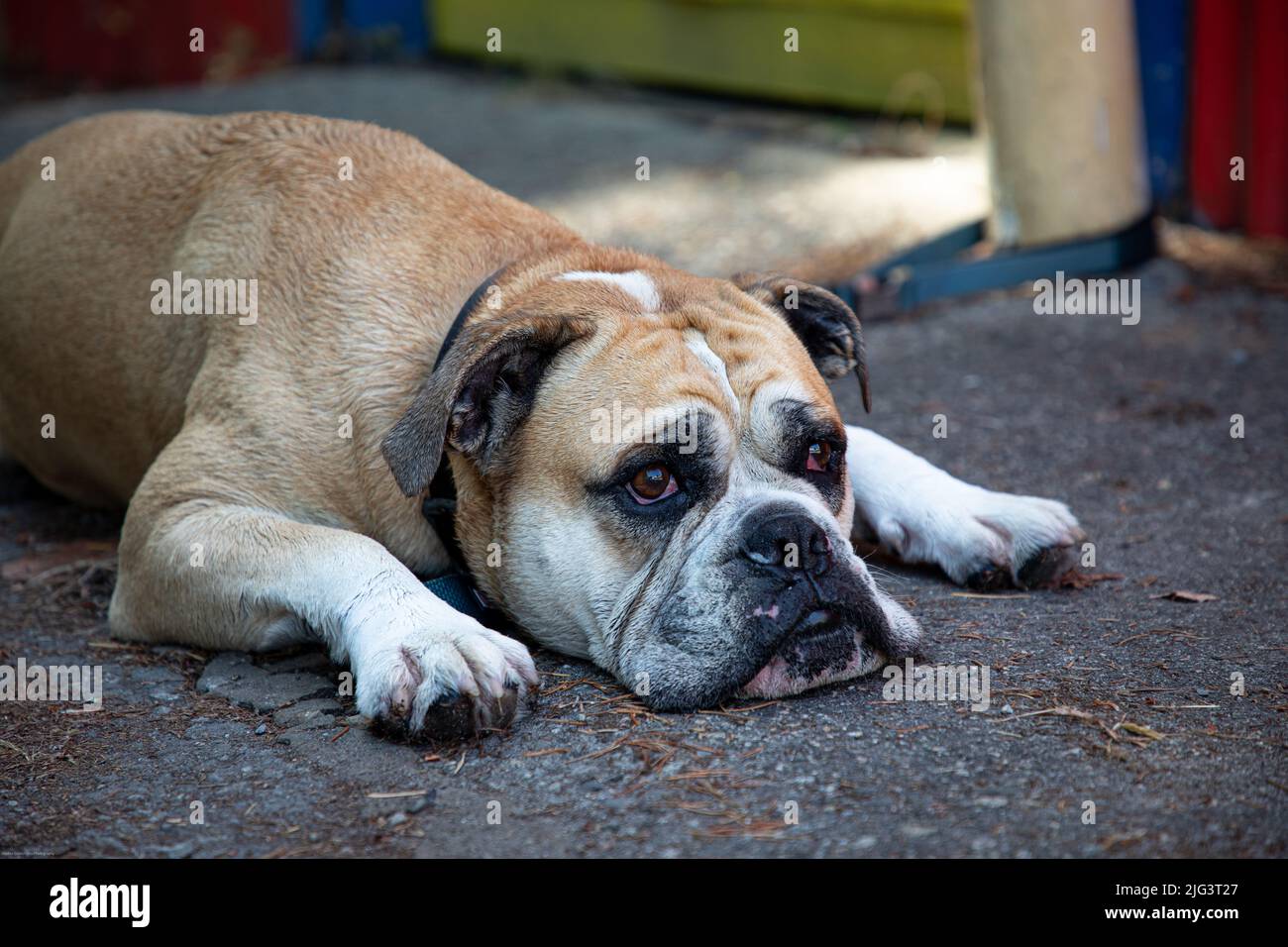 English Bulldog laying down with eyes open and staring on a hot day ...