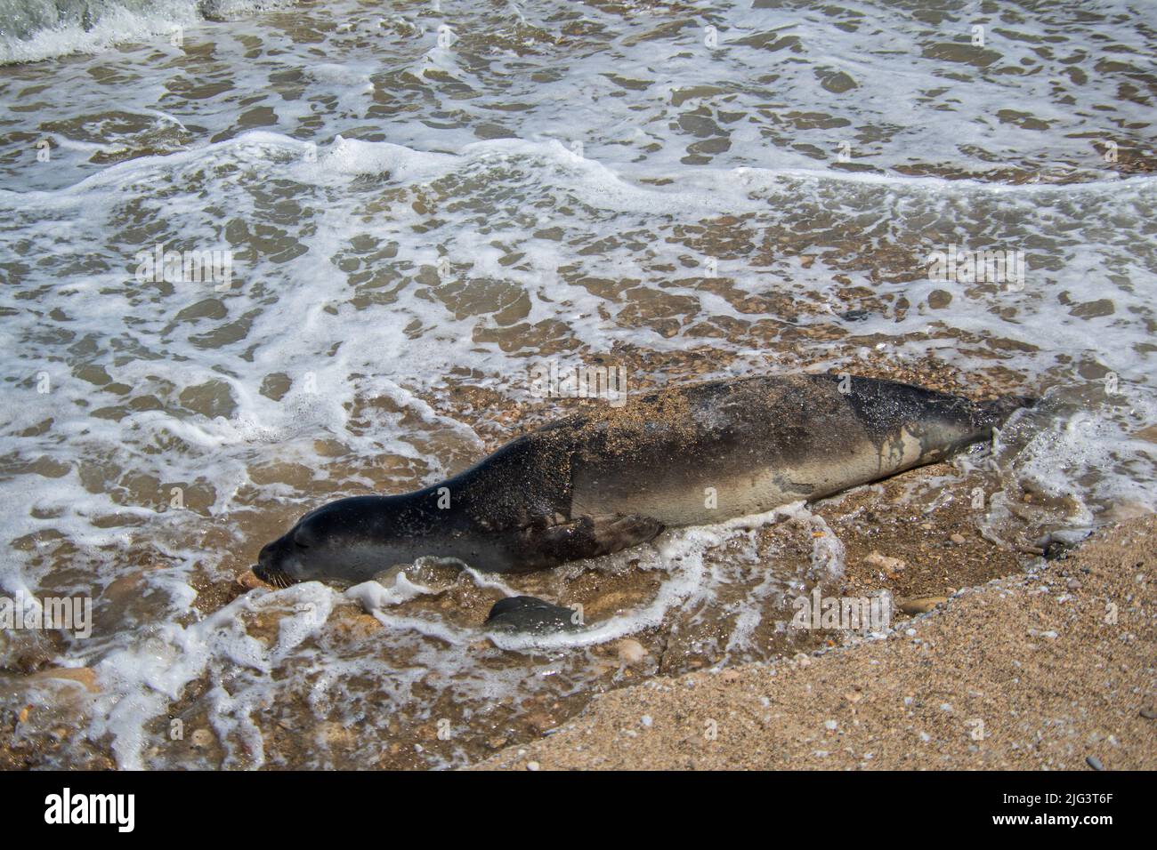 Friendly seal laying at Patitiri beach in Alonnisos island, Sporades ...