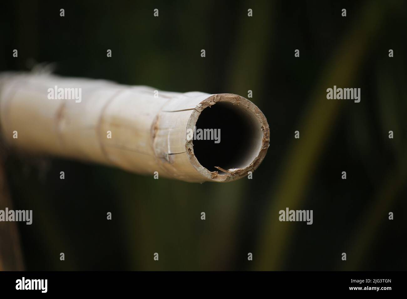 Portrait of dead bamboo in black background Stock Photo - Alamy