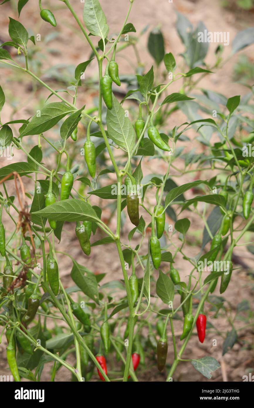 Green pepper rings hi-res stock photography and images - Alamy