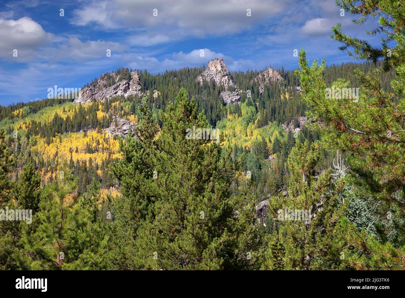 Golden Aspen trees in bloom cover the mountain range in rural Colorado ...
