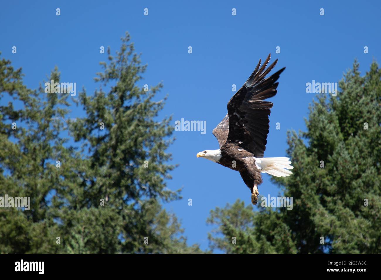Adult bald eagle flying over top of trees near Pender Harbour, British ...