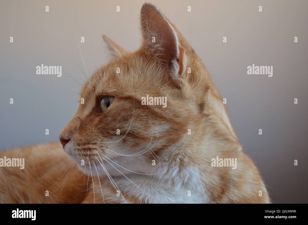 Animal cat eyes ginger cat green eyes pet hi-res stock photography and ...