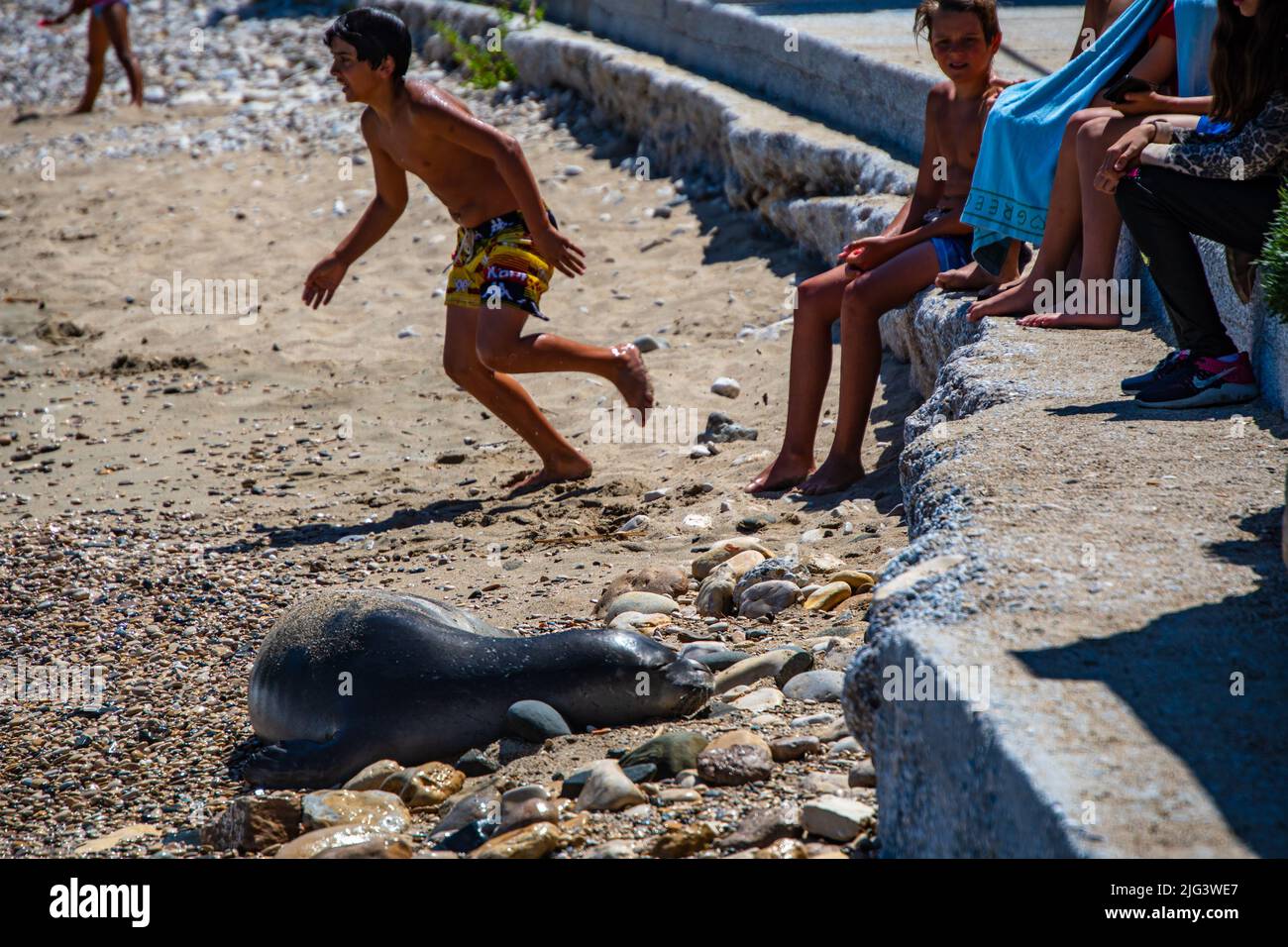 Kids look the friendly seal laying at Patitiri beach in Alonnisos ...