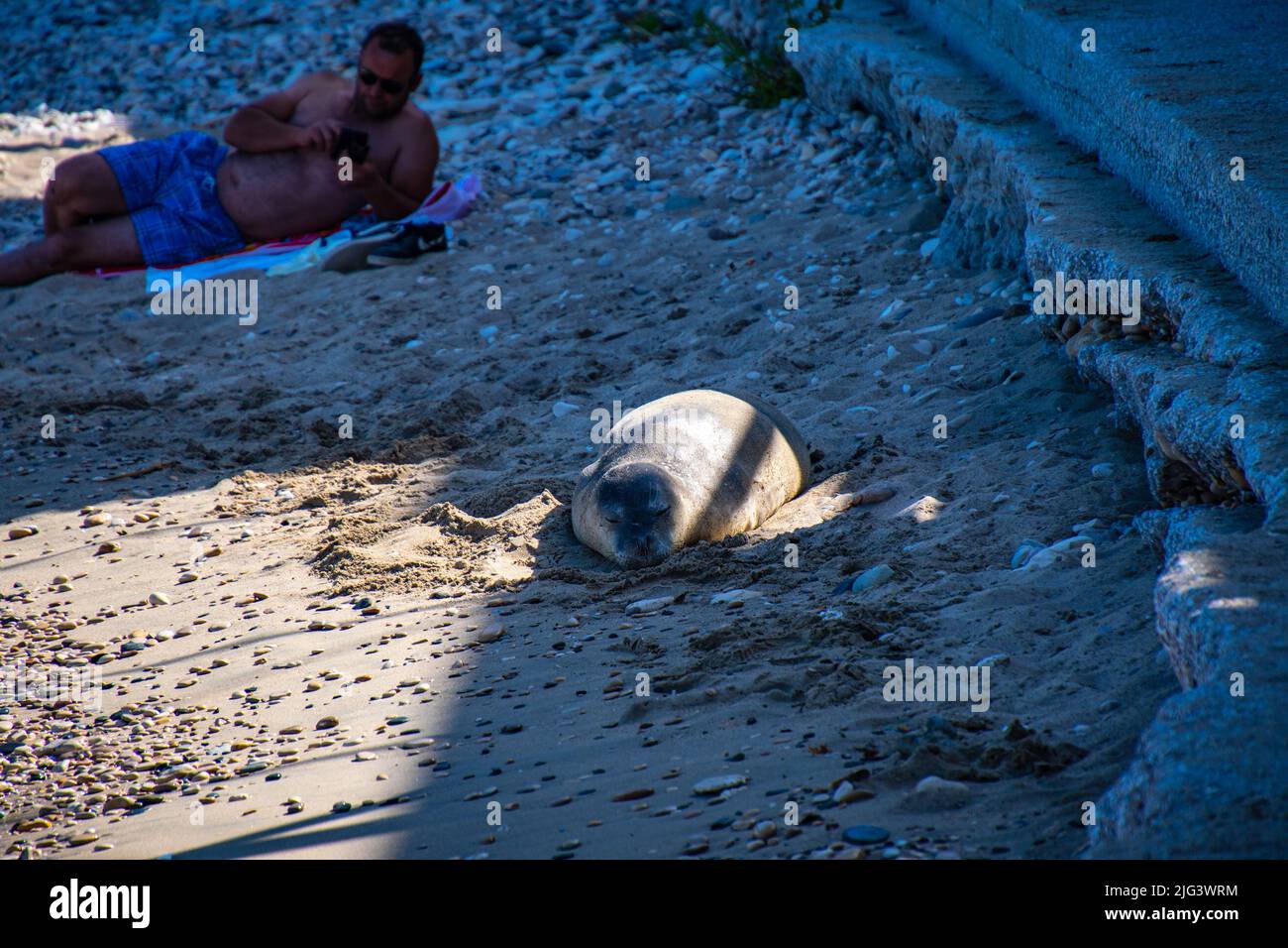 People look and take photos of the friendly seal laying at Patitiri ...