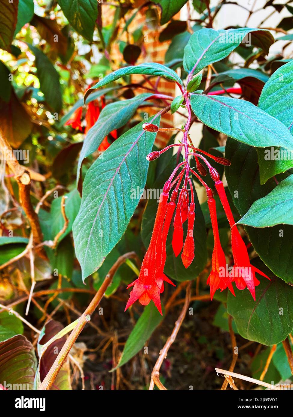 Triphylla hi-res stock photography and images - Alamy