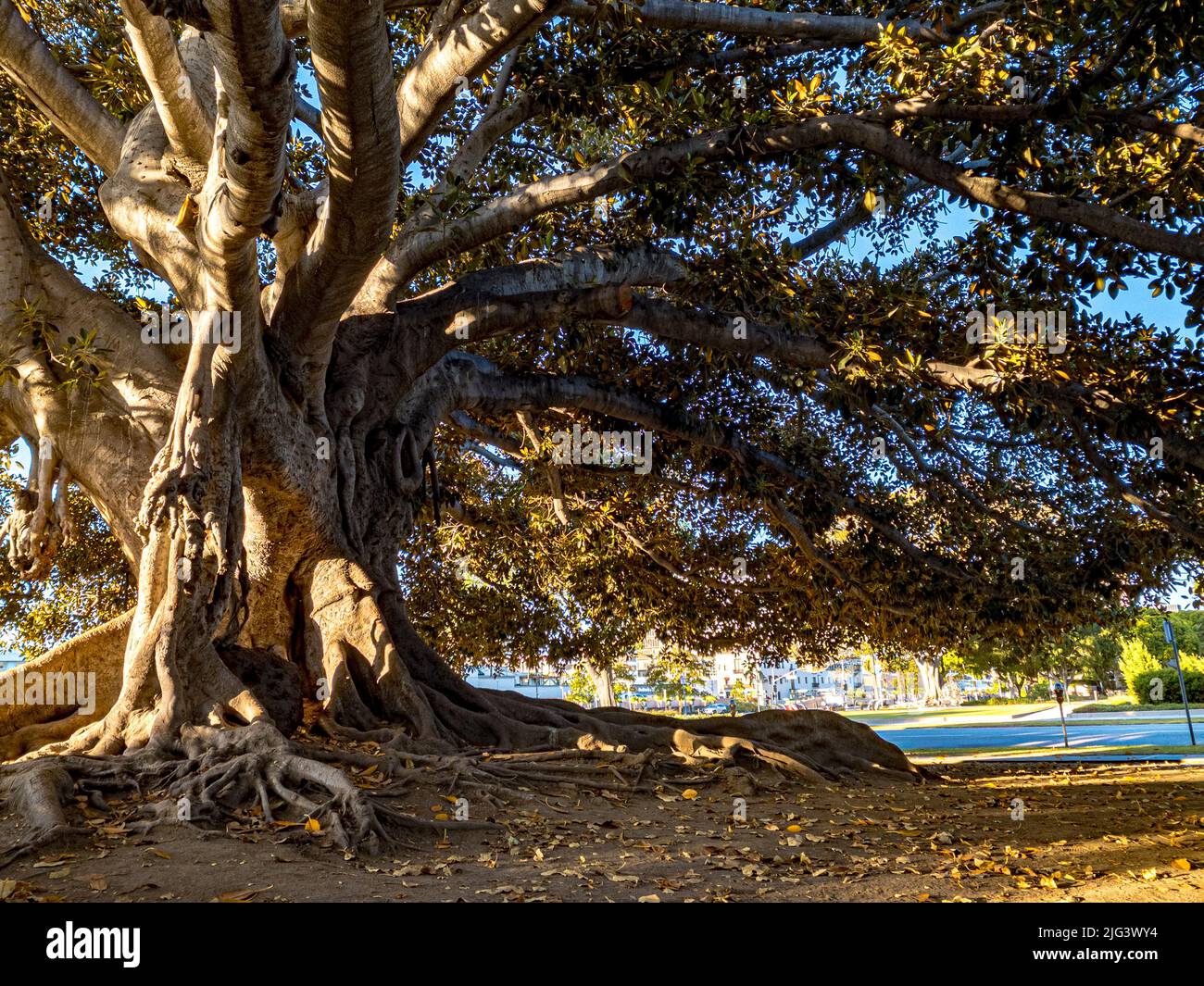A southern magnolia tree, Magnolia grandiflora Stock Photo - Alamy