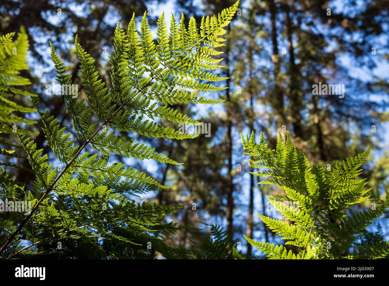 Beautiful fern in the rays of sunlight in the forest, against the ...