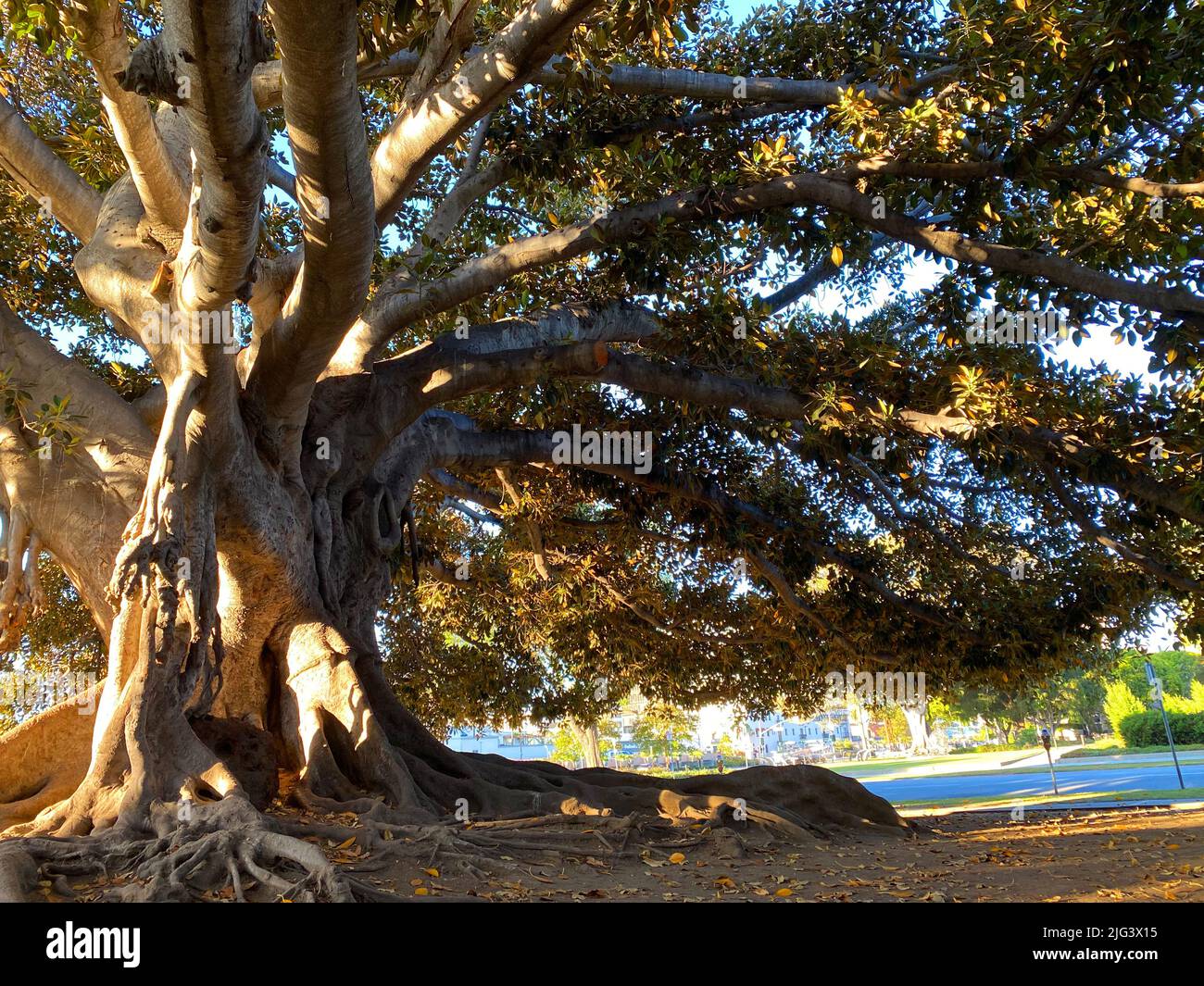 Magnolia grandiflora tree hi-res stock photography and images - Alamy
