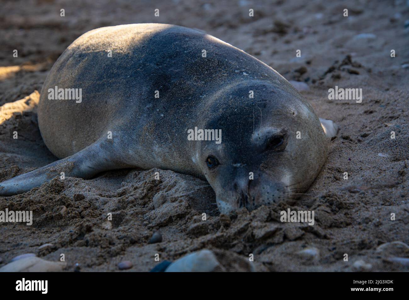 Friendly seal laying at Patitiri beach in Alonnisos island, Sporades ...