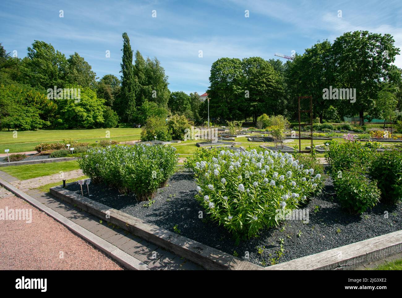amsonia illustris (blue star) in Helsinki Kaisaniemi Kaisaniemi ...