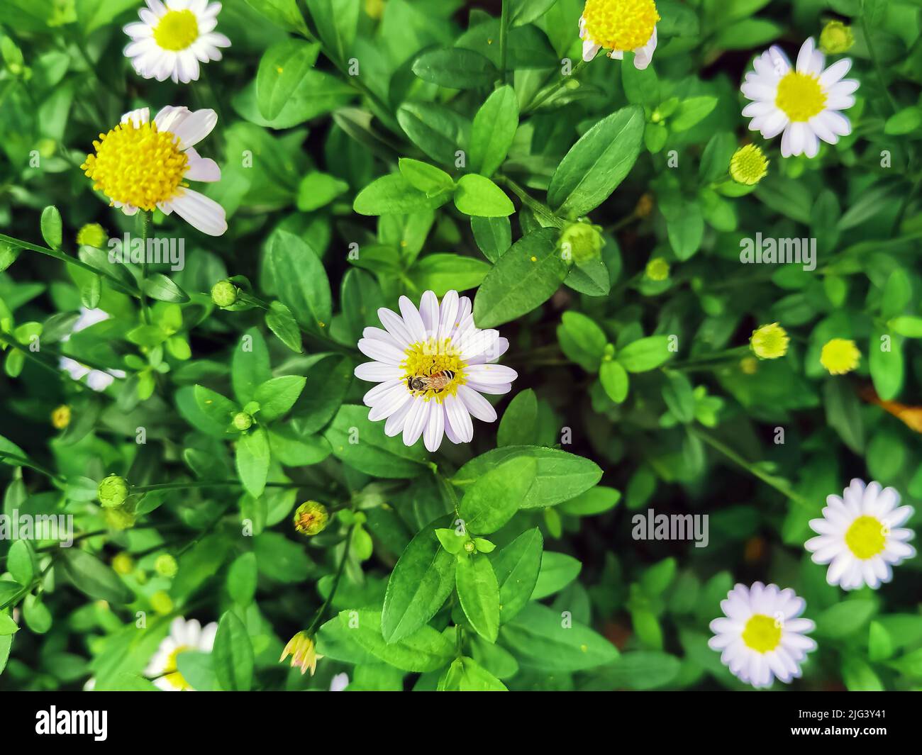 Honey Bee on daisy flowers in meadow. Insect sits on white flower of ...