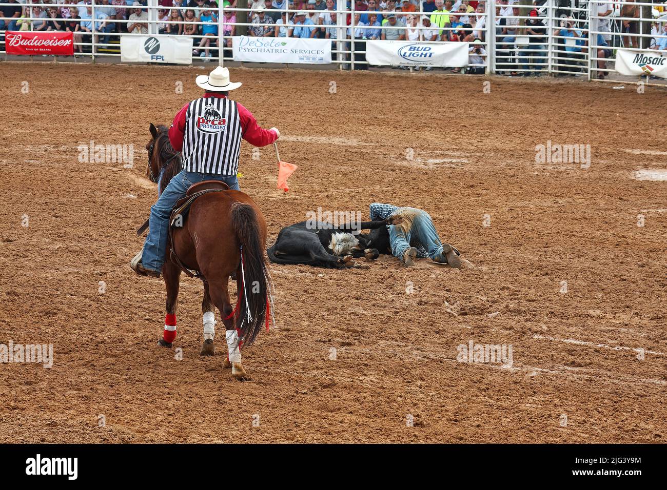 rodeo, man takes down calf, attendant on horse, skill, motion, sport ...