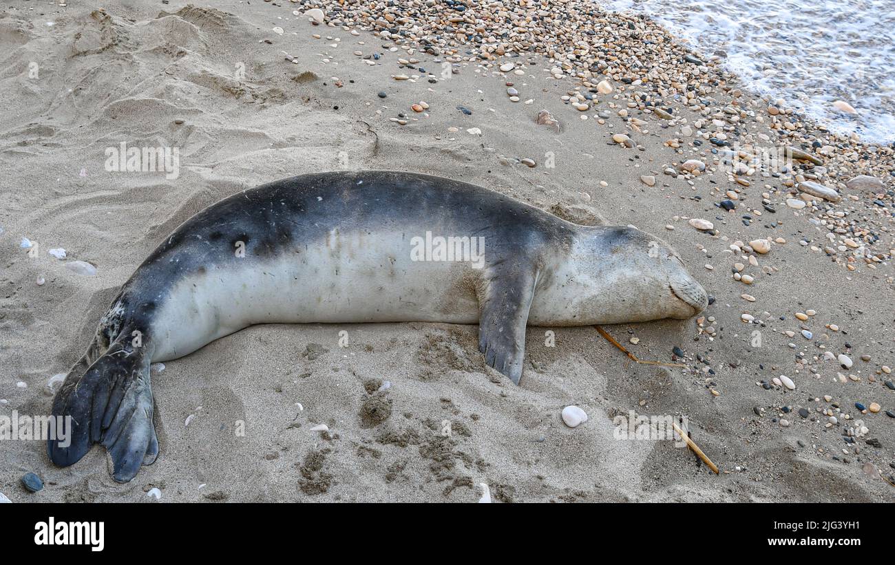 Friendly seal laying at Patitiri beach in Alonnisos island, Sporades ...