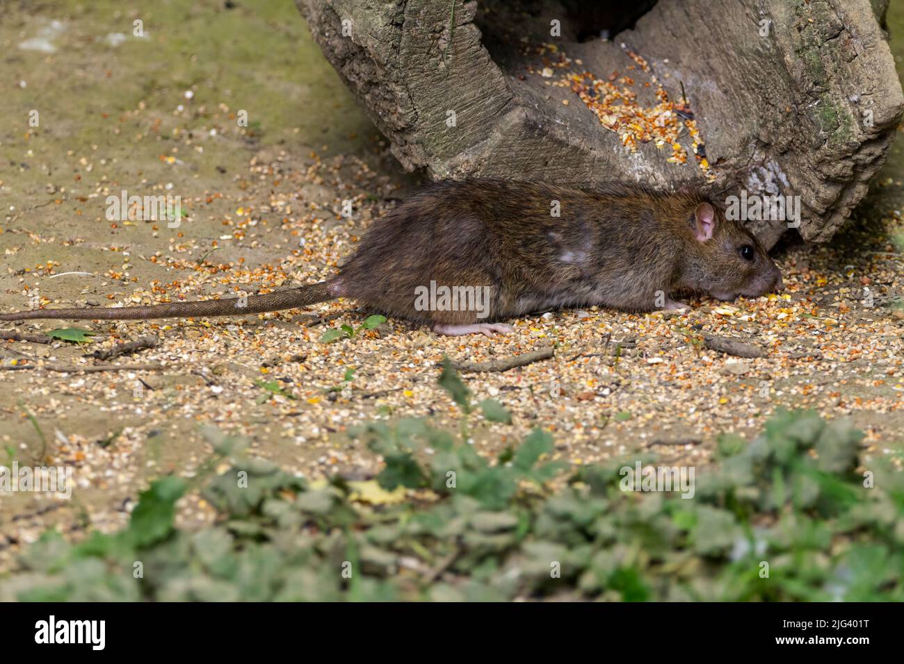 Brown rat (rattus norvegicus) feeding on spilled seed in bird hide ...