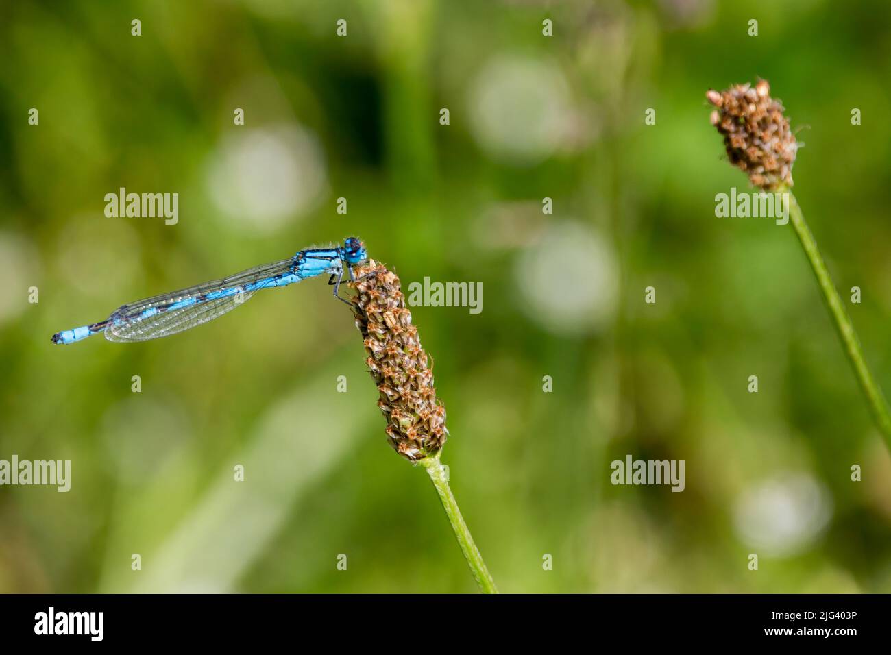 Black ball and stalk mark segment two hi-res stock photography and ...