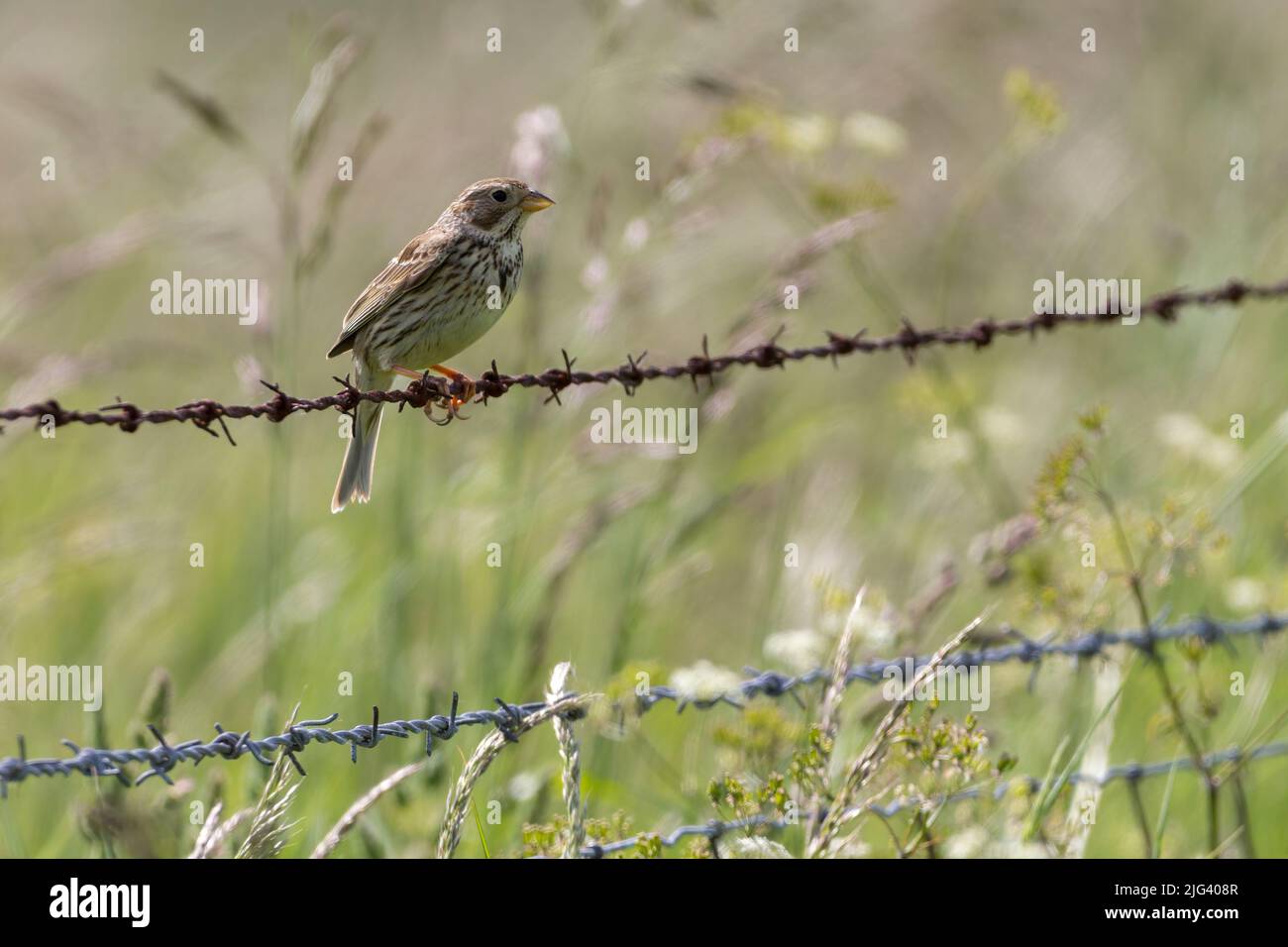 Corn bunting (miliaria calanra) large streaky brown bunting stout bill ...