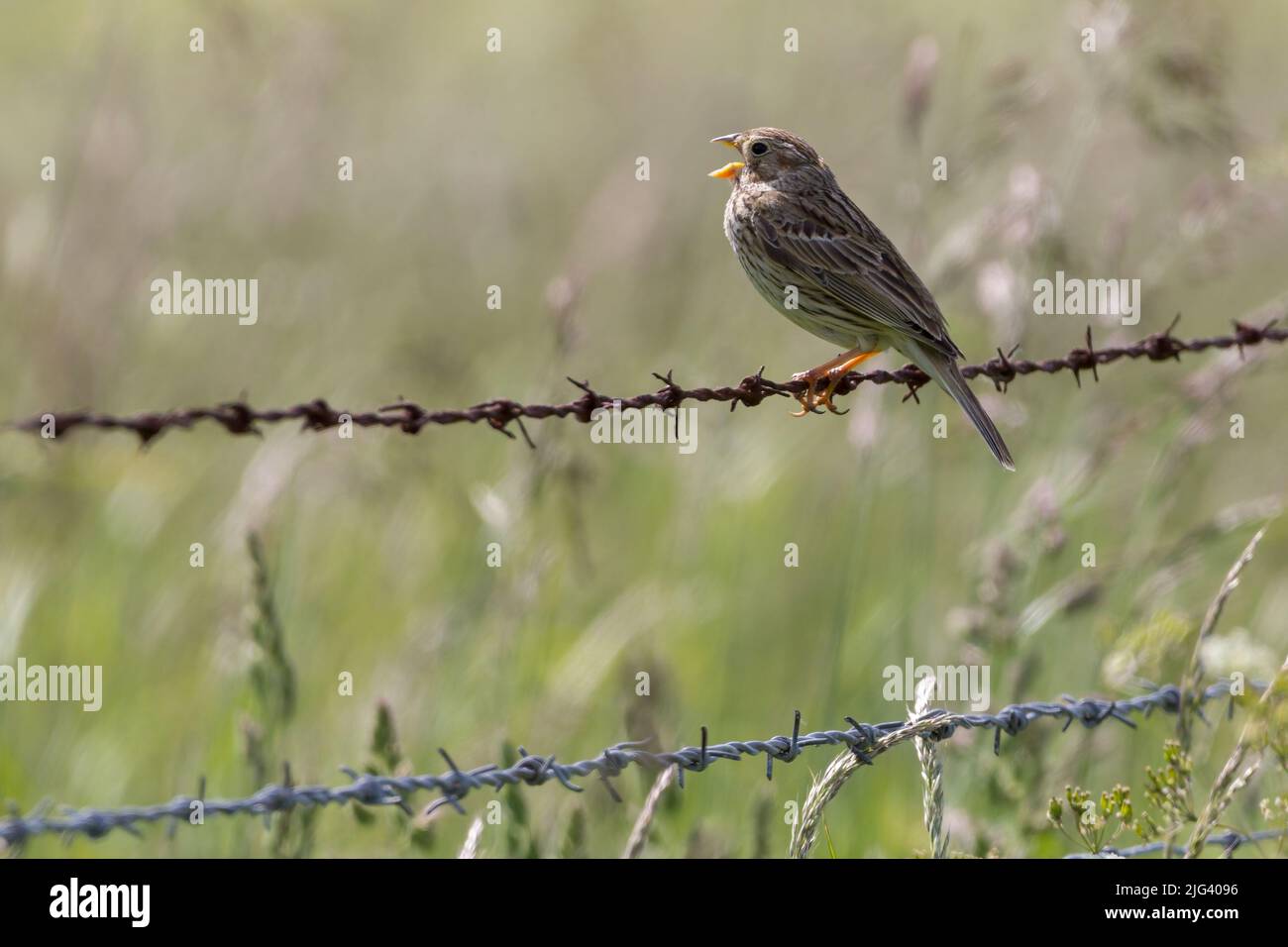 Corn bunting singing open bill (miliaria calanra) large streaky brown ...