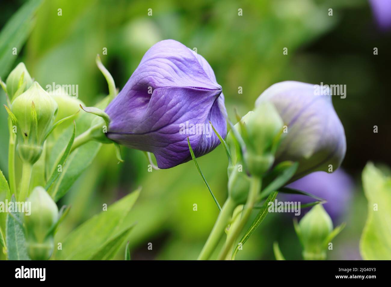 Balloon shaped buds hi-res stock photography and images - Alamy