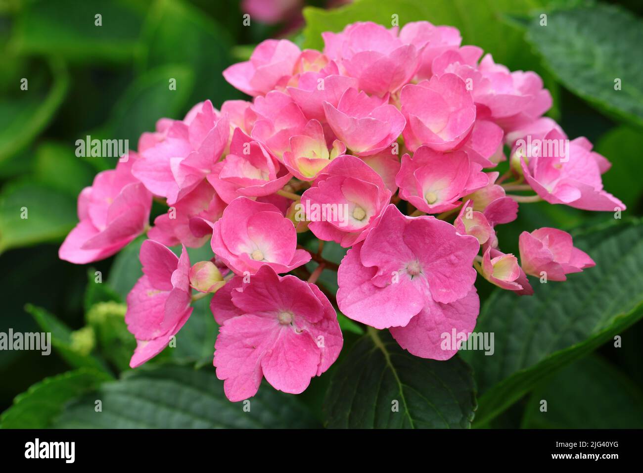 close-up of a beautiful pink hydrangea macrophylla, side view Stock ...