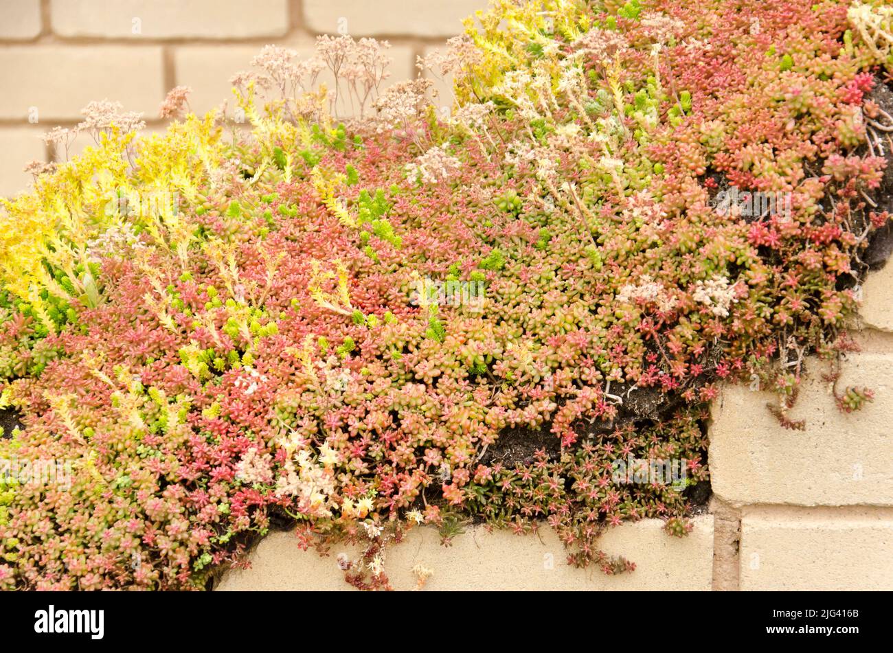 Sedum in various colors growing on abrick wall Stock Photo - Alamy