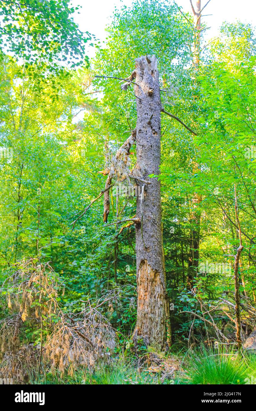 Natural beautiful panorama view with old dead tree pathway and green ...