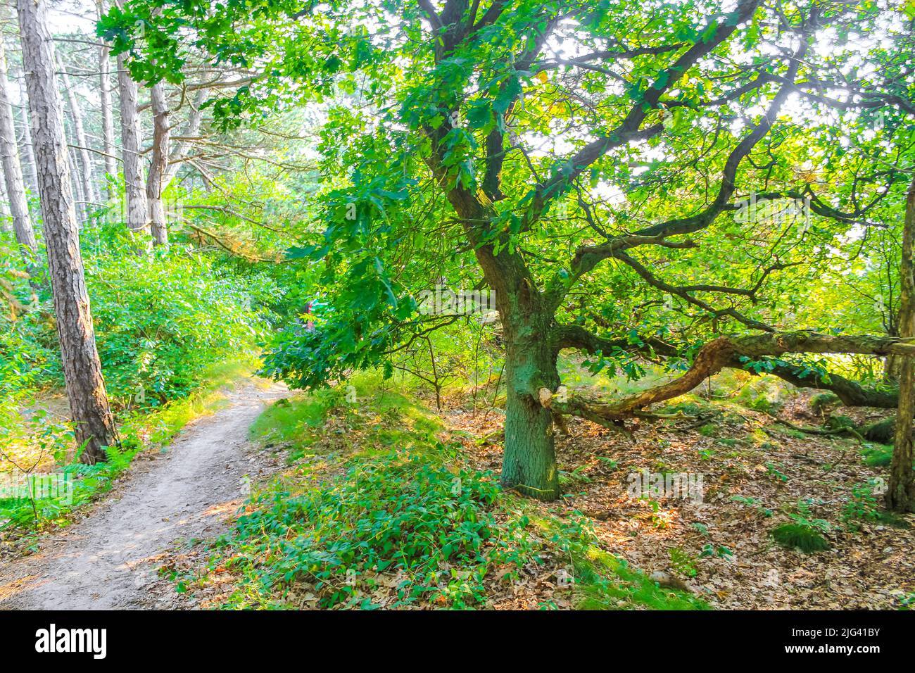 Natural beautiful panorama view with pathway and green plants trees in ...