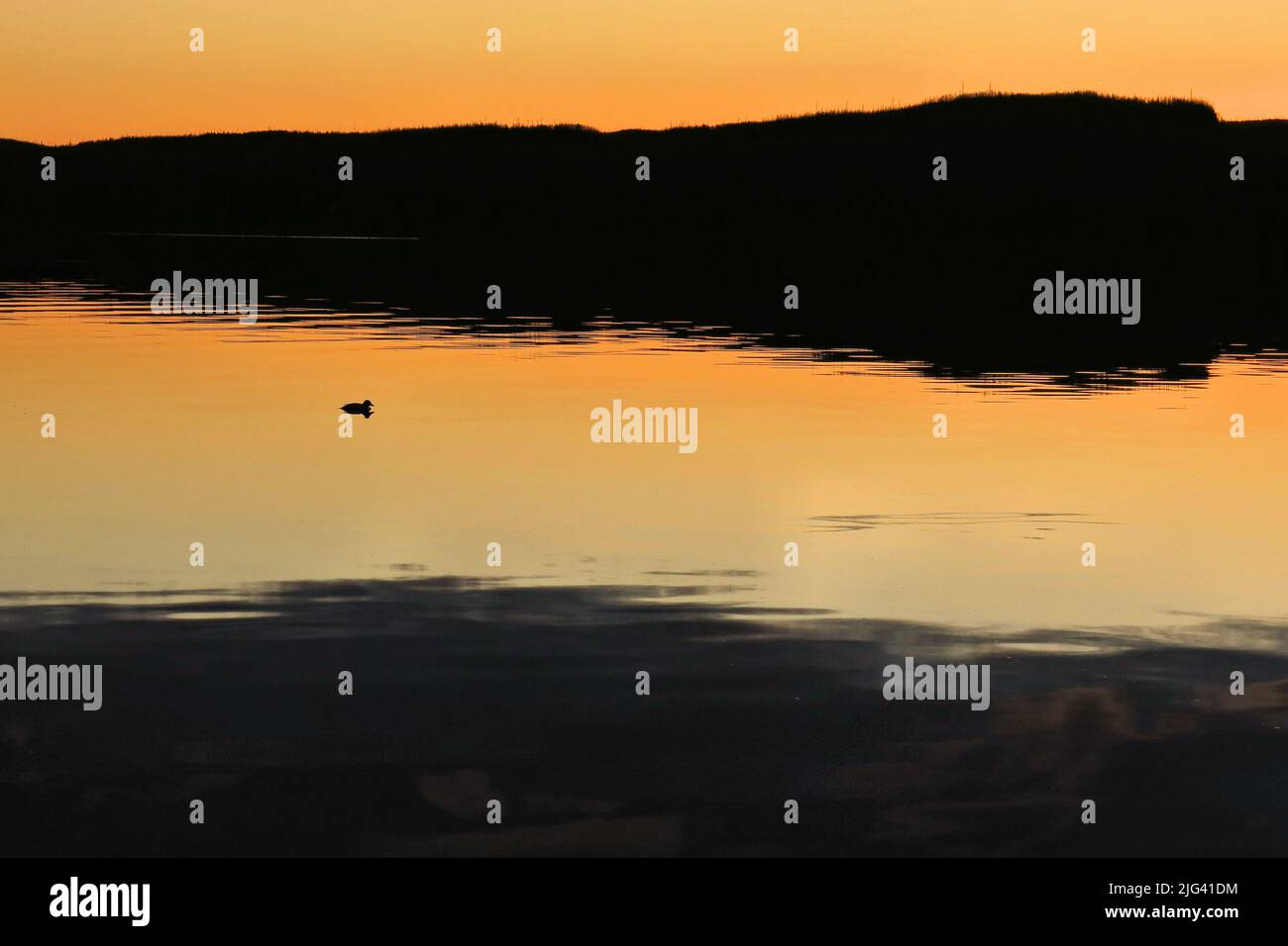 A lone duck floats on the smooth surface of a lake awash in warm sunset ...