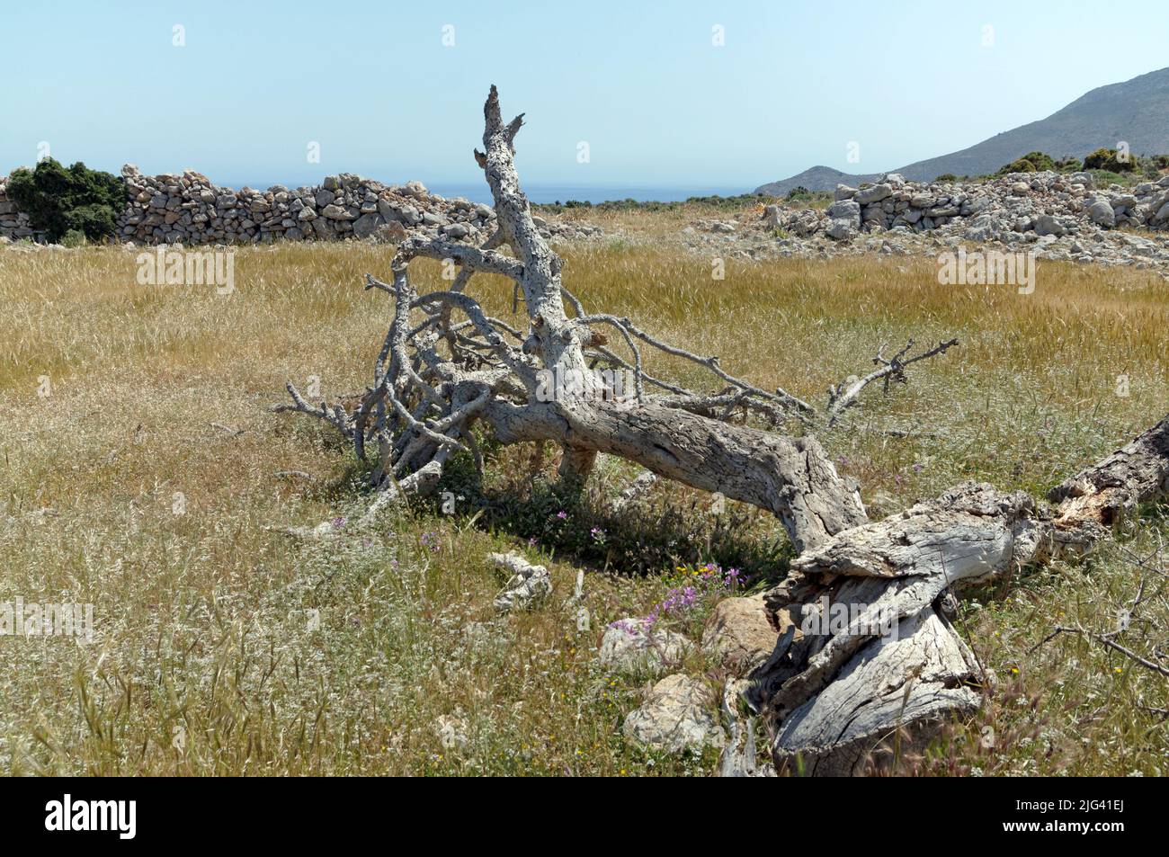 Insect bored holes hi-res stock photography and images - Alamy