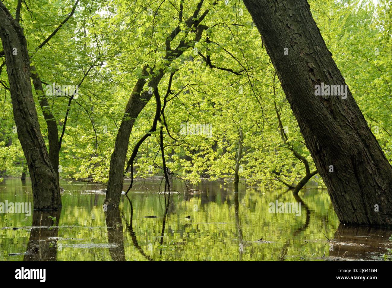 Trees stand aslant in floodwaters shimmering with verdant light ...