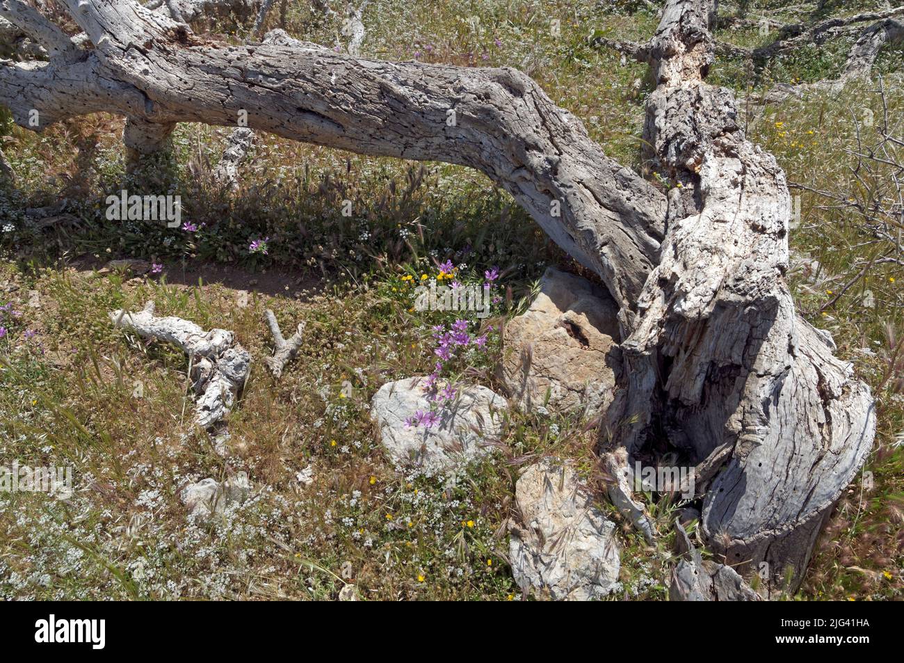 Dead tree with insect damage and bore holes, Tilos, Greece Stock Photo ...
