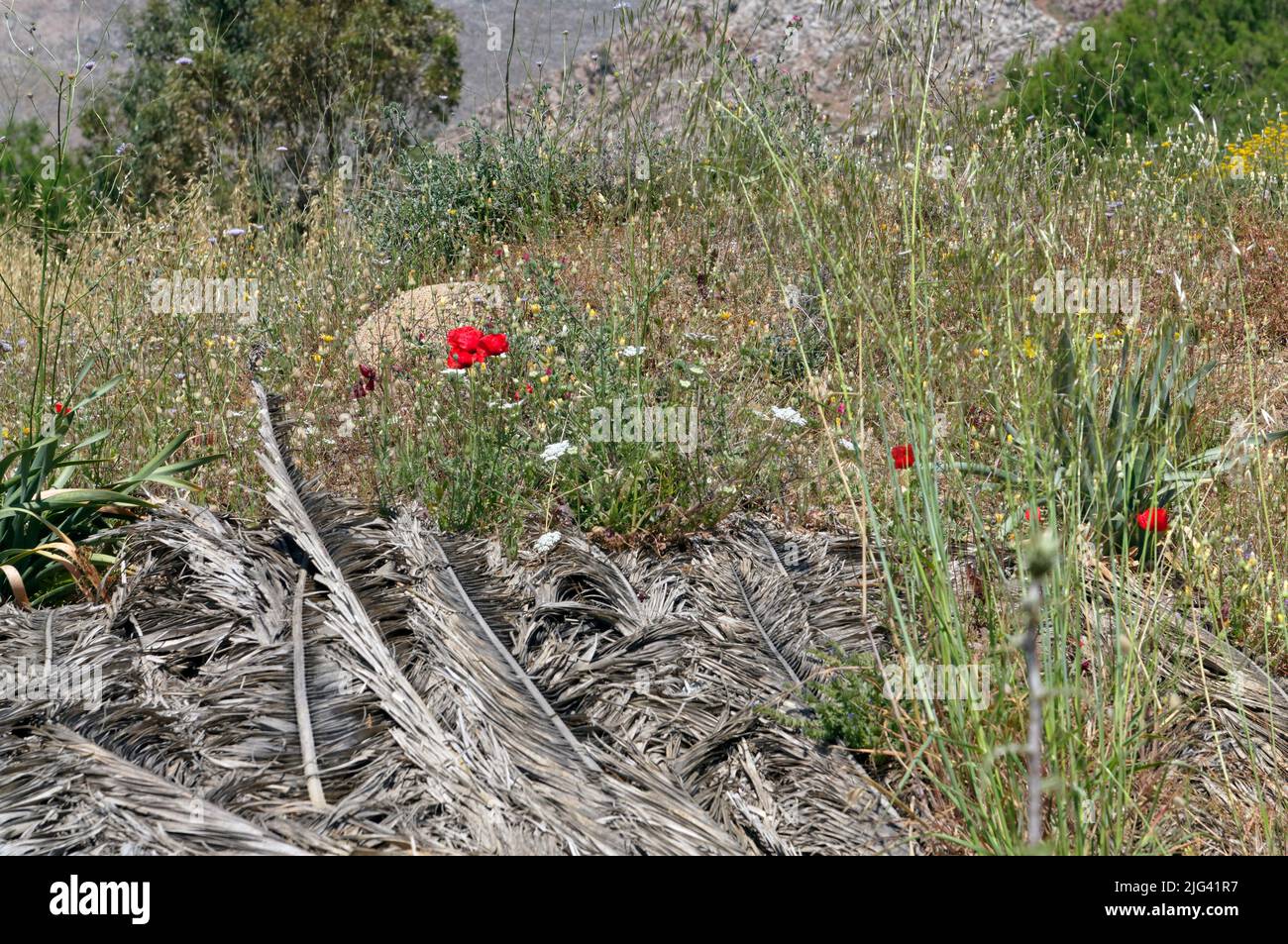 Poppy flowers blooming in waste ground Tilos plant life. Taken May 2022 ...