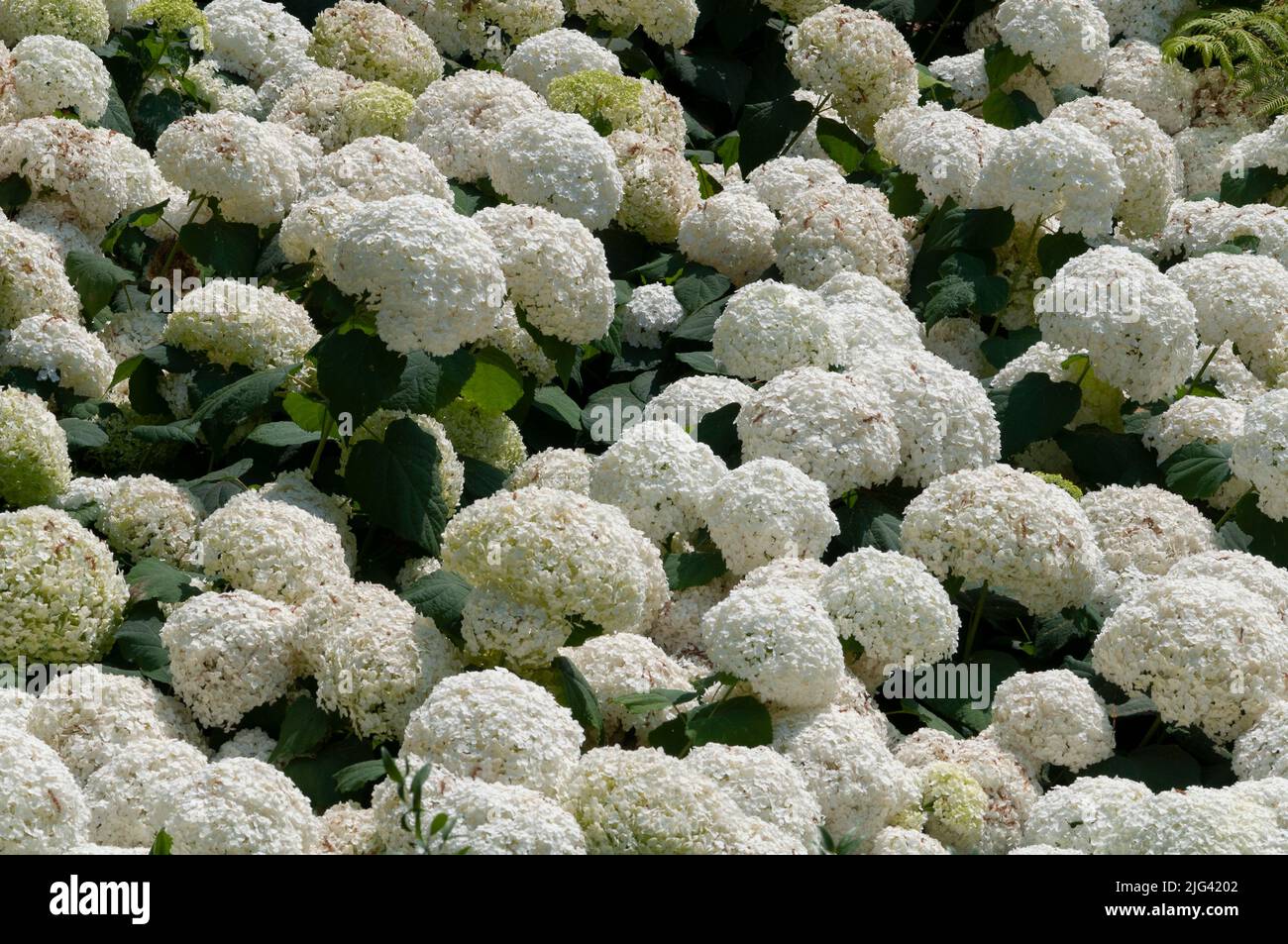 Hydrangea Macrophylla, White Blooming Stock Photo - Alamy