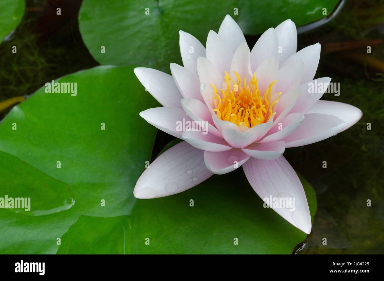 White Water Lily Stock Photo - Alamy
