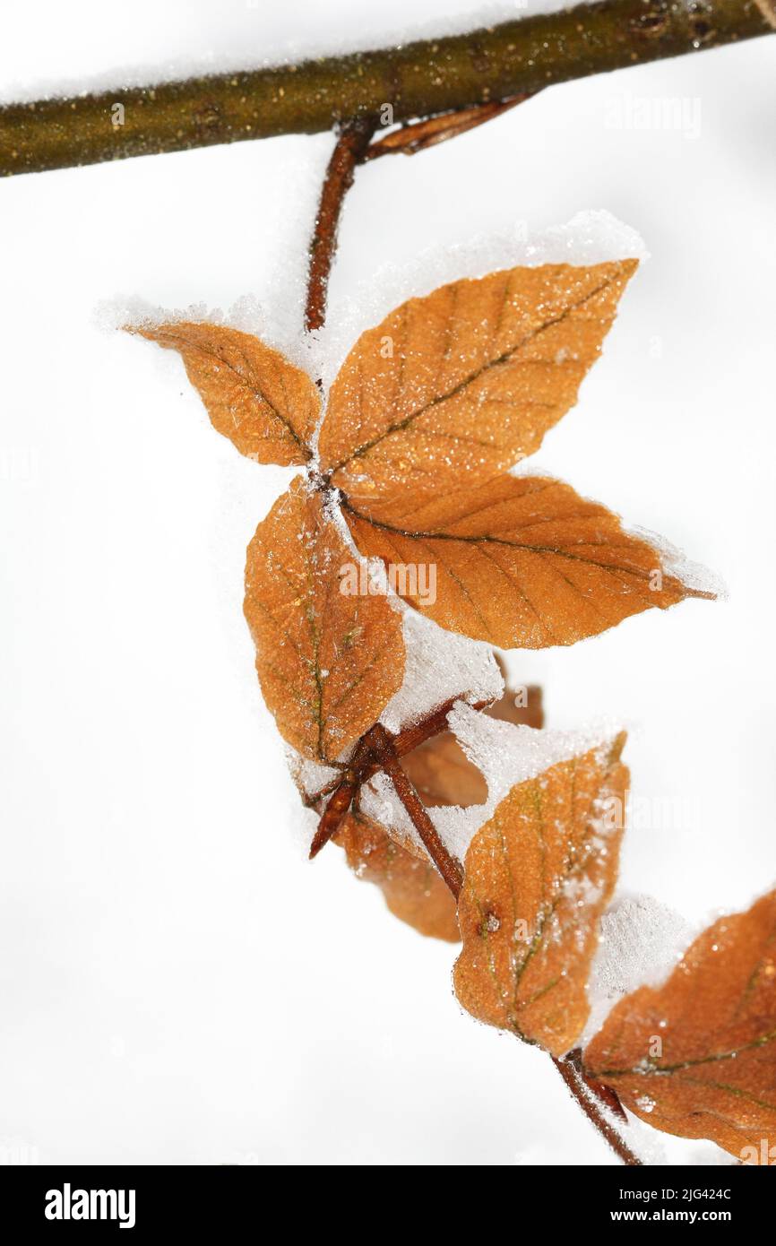 Winter leaf frozen with frost Stock Photo - Alamy