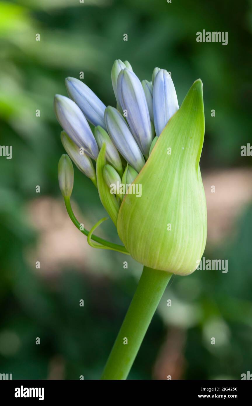 Closed african lily agapanthus hi-res stock photography and images - Alamy