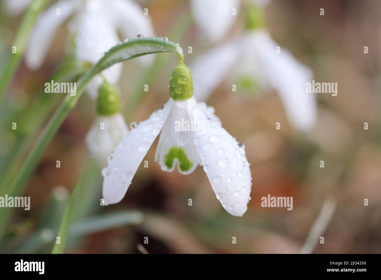 Snowdrop video hi-res stock photography and images - Alamy