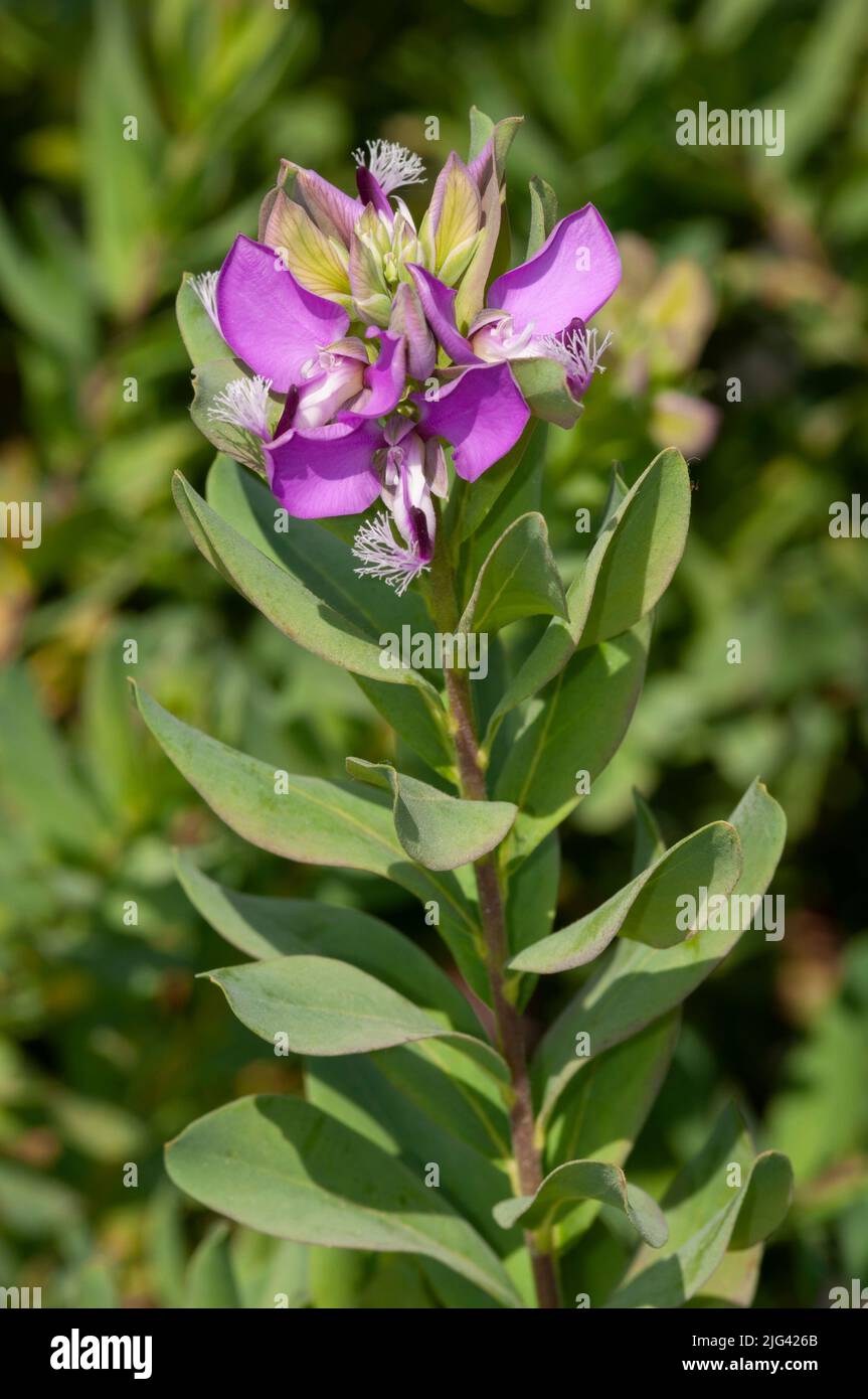 Polygala blooms hi-res stock photography and images - Alamy