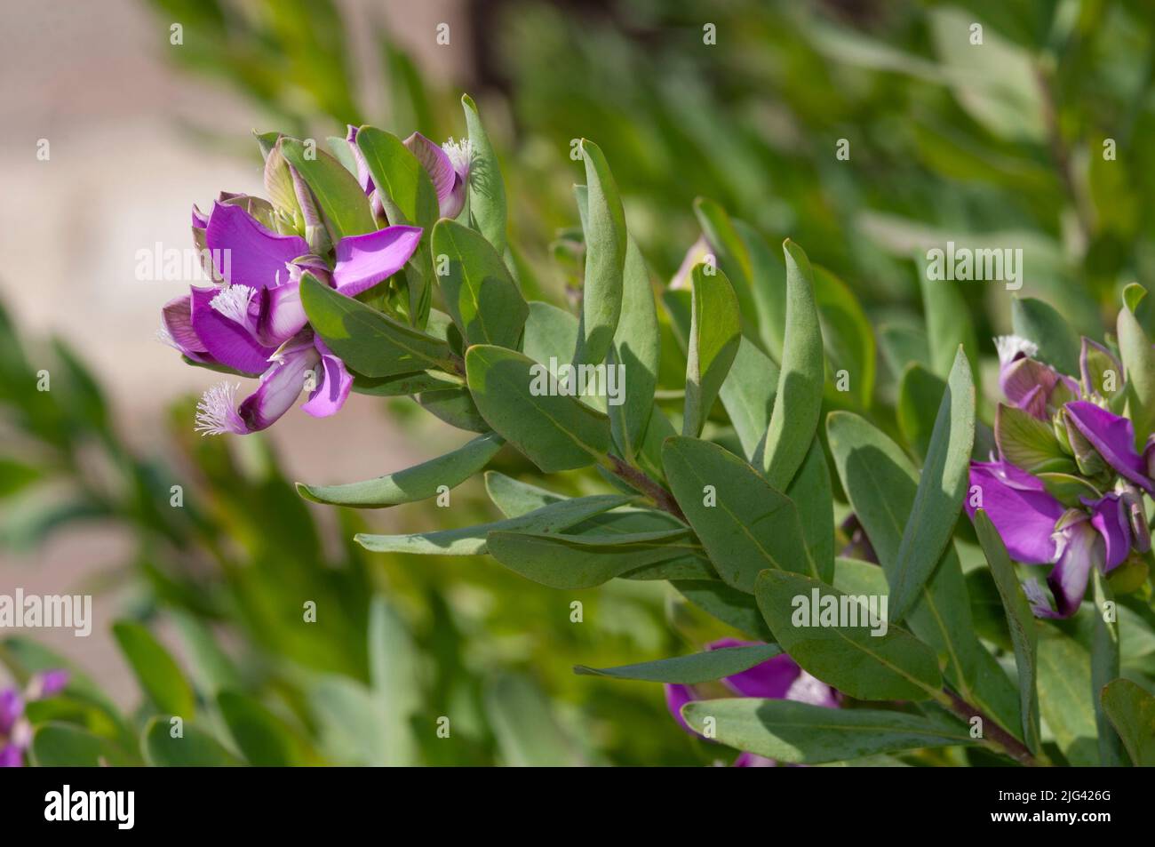 Polygala blooms hi-res stock photography and images - Alamy
