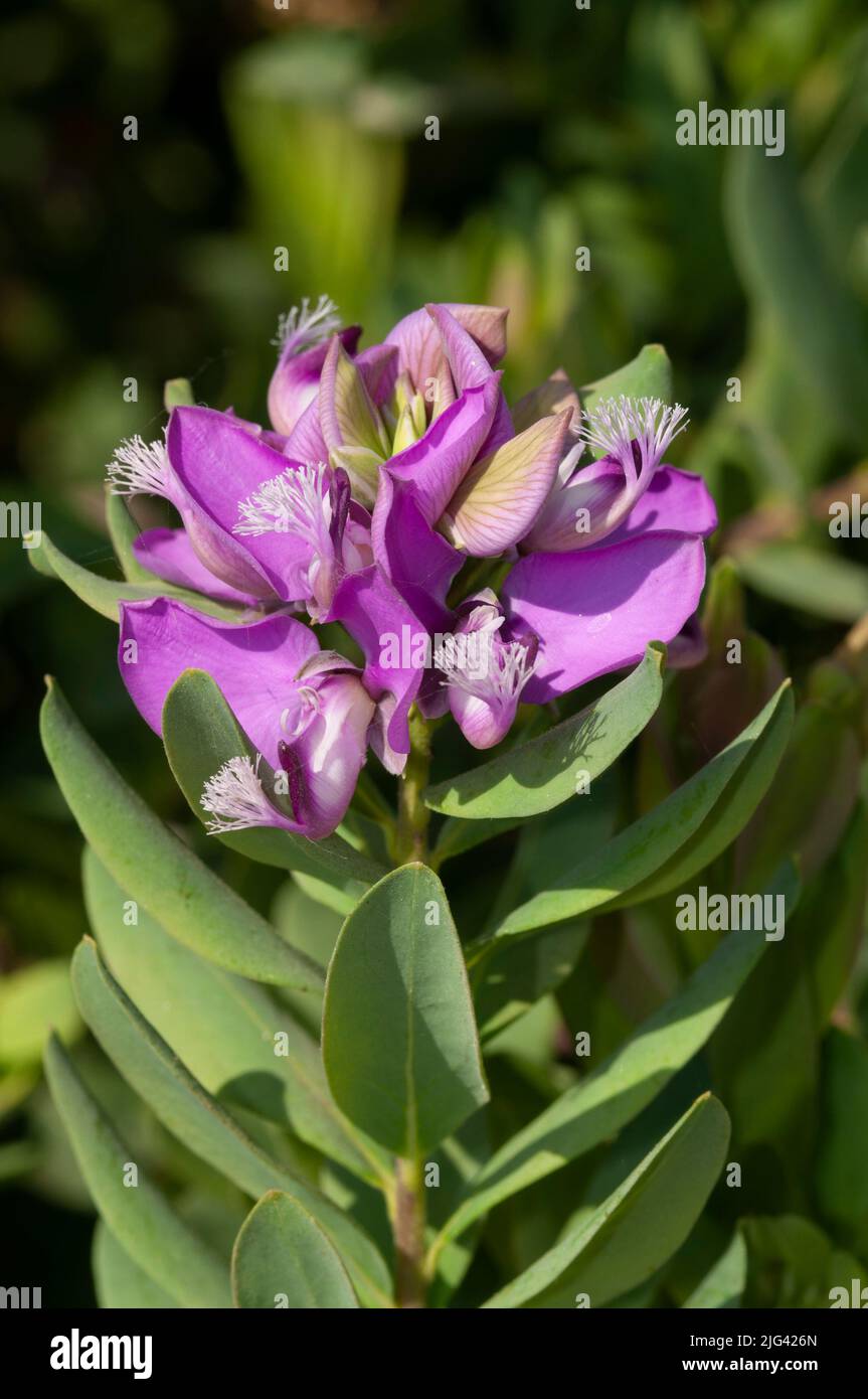 Polygala Myrtifolia Flower Stock Photo - Alamy