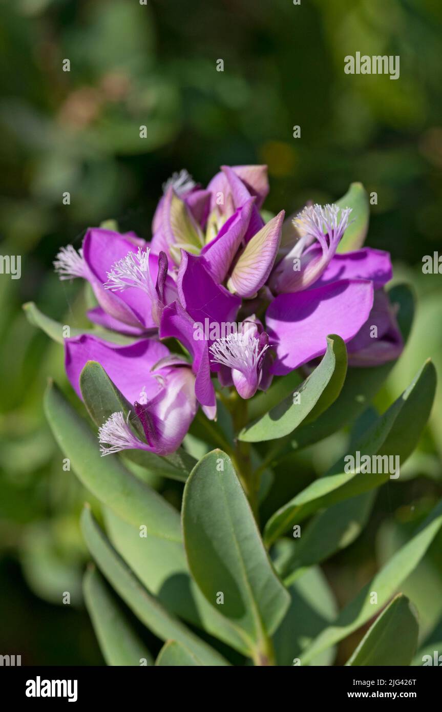 Polygala Myrtifolia Flower Stock Photo - Alamy