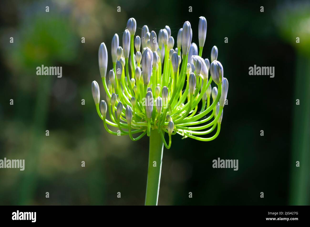 Closed african lily agapanthus hi-res stock photography and images - Alamy