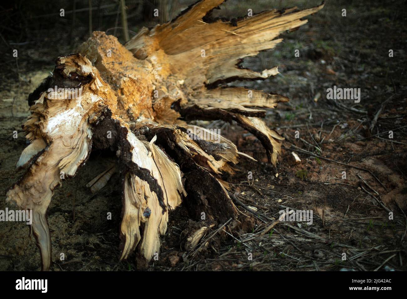 Broken tree in woods. Large spruce tree fell. Old tree. Deforestation ...