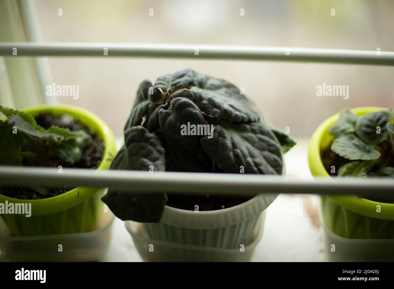 Houseplant on window. Greenery in apartment. Plants in pot. Violets in ...