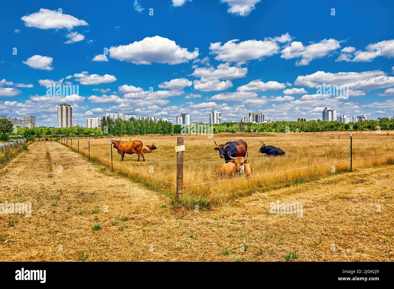 Cattle on a pasture with the skyscrapers of the suburb of Gropiusstadt ...