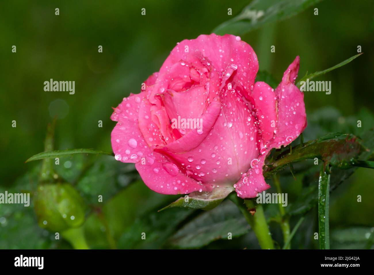 Pink rose with water drops Stock Photo - Alamy